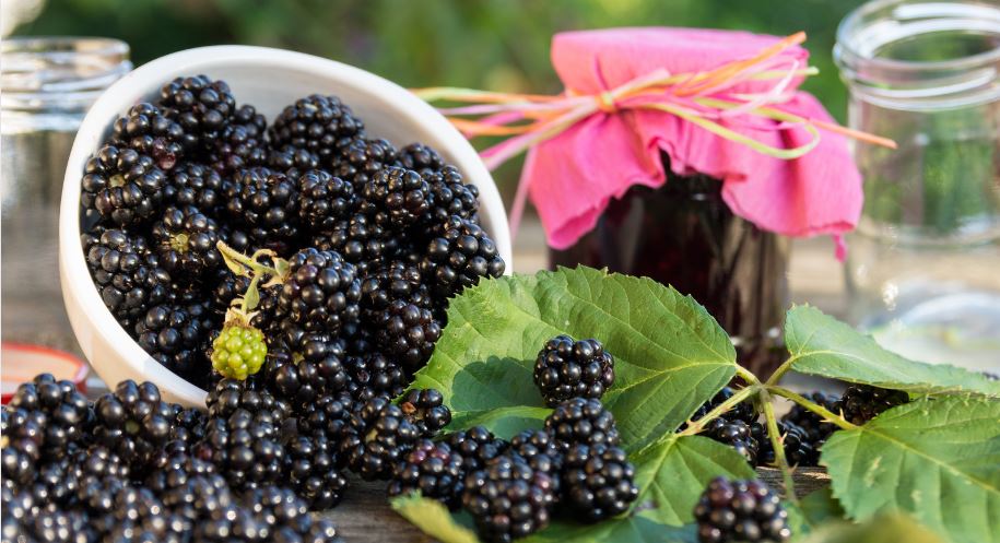 How to Clean Blackberries? & Keep Them Fresh | How To Cleaning Blog