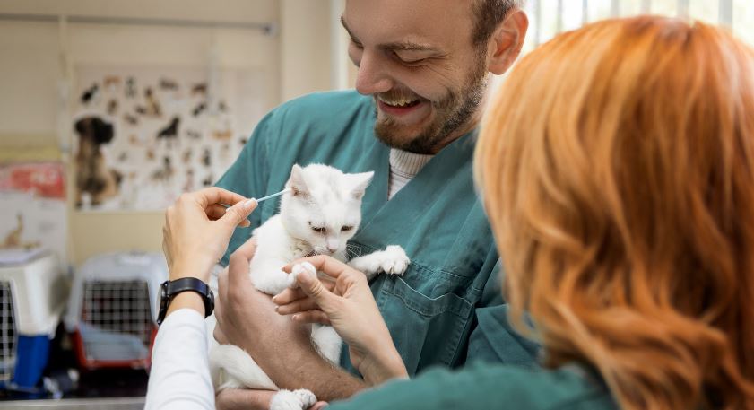 How to Clean Cats Ears? | How To Cleaning Blog